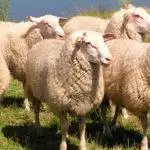 ઘેટાંની ડેરી જાતિઓ: રશિયામાં ટોચના 5 શિર્ષકો અને મુખ્ય સૂચકાંકો, ઉદ્યોગ 6749_2
