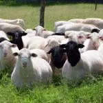 Молочні породи овець: топ-5 назв і основні показники, галузь в Росії 6749_20