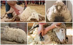 Що в домашніх умовах робити з руном овечок після стрижки і як вести бізнес