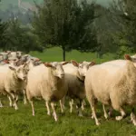 Razas lácteas de ovellas: Top 5 títulos e principais indicadores, industria en Rusia 6749_3