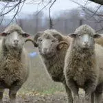 Piena šķirnes aitas: Top 5 nosaukumi un galvenie rādītāji, rūpniecība Krievijā 6749_4