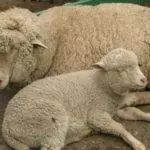 Piena šķirnes aitas: Top 5 nosaukumi un galvenie rādītāji, rūpniecība Krievijā 6749_5