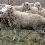 Piena šķirnes aitas: Top 5 nosaukumi un galvenie rādītāji, rūpniecība Krievijā 6749_6