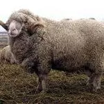 Piena šķirnes aitas: Top 5 nosaukumi un galvenie rādītāji, rūpniecība Krievijā 6749_7