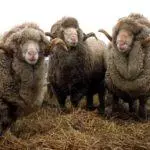 Razas lácteas de ovellas: Top 5 títulos e principais indicadores, industria en Rusia 6749_8
