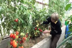 İstixana istixanası üçün aşağı sürətli pomidorun ən yaxşı növləri