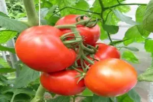 Penerangan Tomato Kupchih Tomato, kelebihan dan penanamannya
