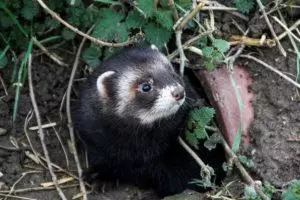 国内および野生の状態で何年生きているか、年齢を決定する方法