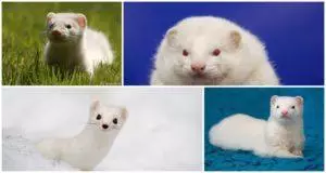 Nta ntawm cov ferrets dawb plates thiab cons ntawm albino cov ntsiab lus