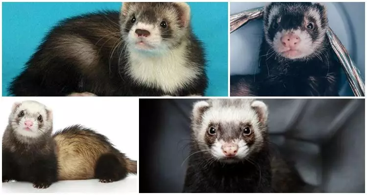 Da yawa ferrets