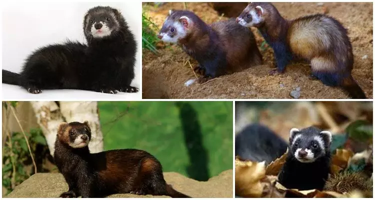 Ntau Ferrets