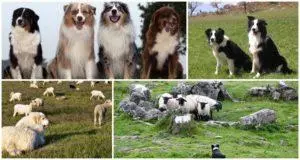 Apraksts Top 11 labākās suņu šķirnes, kas ganās aitas un kā izvēlēties kucēnu