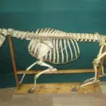 Овце скелет: анатомия на крайниците и механиката на движенията, колко ребрата 6763_3
