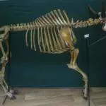 Esqueleto de ovellas: anatomía de membros e mecánica de movementos, cantas costelas 6763_5