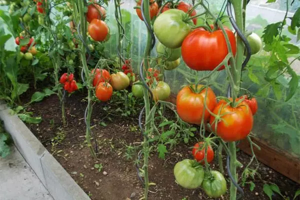 Pomodori in una serra