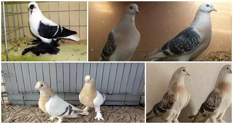 Mga pasyente ng mga pigeons.