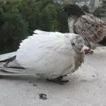 Mga sakit ng mga pigeons: Mga pamagat at mga sanhi, sintomas at paggamot sa bahay 6765_2