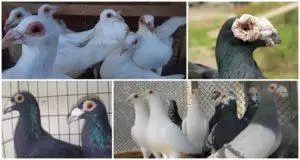 번식 용의 스포츠 비둘기의 설명 및 특성, 그들의 내용
