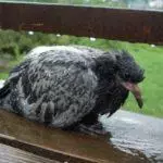 비둘기의 질병 : 집에서의 제목과 원인, 증상 및 치료 6765_4