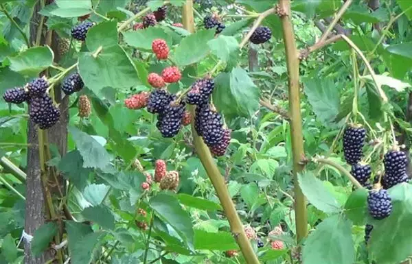 Popis a charakteristika odrůd Blackberry Natchez, reprodukce, přistání a péče