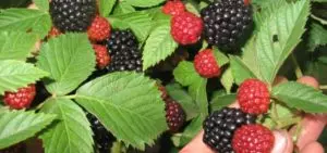 Přistání, pěstování a péče o Blackberry v Uralu a na Sibiři, nejlepší odrůdy