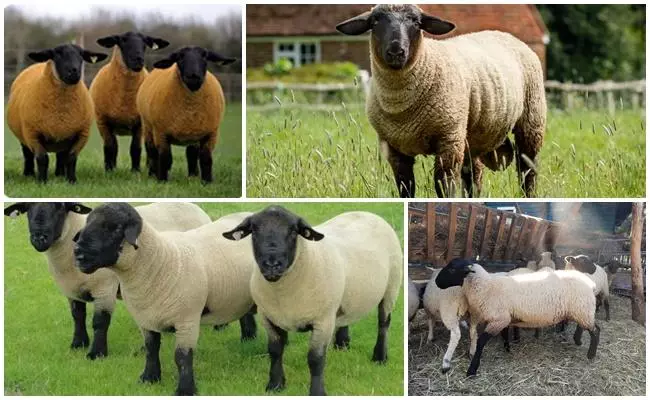 Suffolk овце