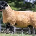 Suffolk Sheep: Deskripsi jenis dan karakteristik, fitur konten 6771_3