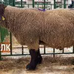 Suffolk Sheep: Deskripsi jenis dan karakteristik, fitur konten 6771_4