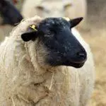 SUFFOLK Sheep: descrición da raza e características, características do contido 6771_5