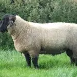 Suffolk ცხვარი: აღწერა ჯიშის და მახასიათებლები, თვისებები შინაარსი 6771_7