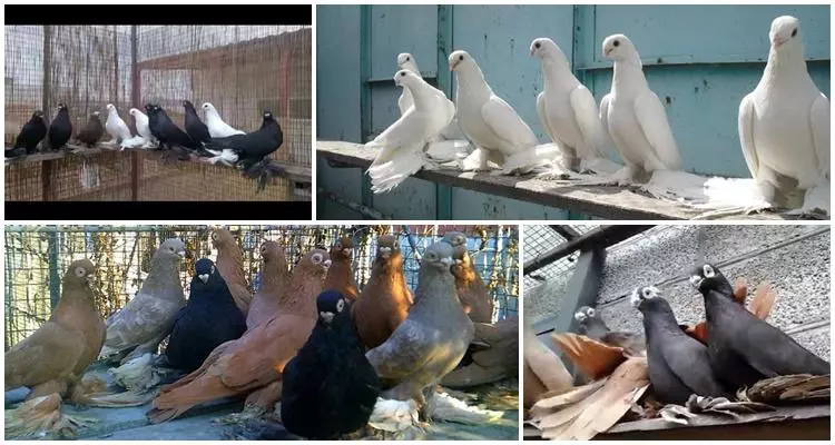 Armavir gajerun pigeons