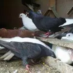 Pigeons Winging Short-Armavir: Katrangan lan Karakter, Breeding 6773_10