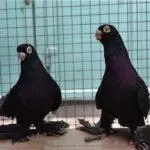 Pigeons Winging Short-Armavir: Katrangan lan Karakter, Breeding 6773_3