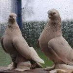 Pigeons Winging Short-Armavir: Katrangan lan Karakter, Breeding 6773_4