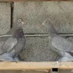 Pigeons Winging Short-Armavir: Katrangan lan Karakter, Breeding 6773_8
