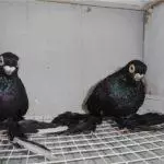 Pigeons Winging Short-Armavir: Katrangan lan Karakter, Breeding 6773_9