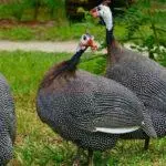 CHOROBY AKTORIZOVANIA: Tituly a príznaky, z ktorých vtáky a prevencia 6775_16