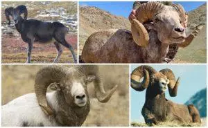 どの動物が羊を持っていたか、ヘッチーメンと彼らの祖先が住んでいる場所
