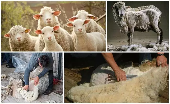 Owce strzyżenia