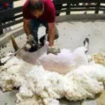 Quan es tallen les ovelles: a quina hora de l'any és dur a terme una instrucció pas a pas 6781_2