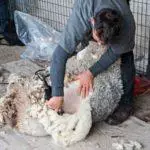Wanneer schapen worden gesneden: hoe laat het jaar is het om een ​​stapsgewijze instructie uit te voeren 6781_3