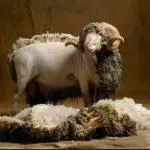As Sheep is besuniging: hokker tiid fan it jier is it om in stap-by-stap-ynstruksje te fieren 6781_4