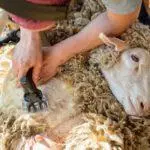 Kai avys supjaustomos: koks metų laikas yra atlikti žingsnis po žingsnio instrukcija 6781_7