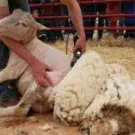 Quando ovelhas é cortada: que horas do ano é realizar uma instrução passo a passo 6781_9