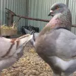 Pigeons Kings: Mô tả về giống và đặc điểm, chăm sóc và nội dung 6782_2