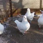 Pigeons Kings: Description de la race et des caractéristiques, des soins et du contenu 6782_6