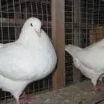 Pigeons Kings: Description de la race et des caractéristiques, des soins et du contenu 6782_8
