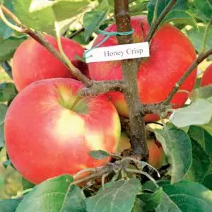 Beskriuwing en skaaimerken fan Apple Tree Variëteiten Hani Krisp, Natuer fan kultivaasje en oarsprong