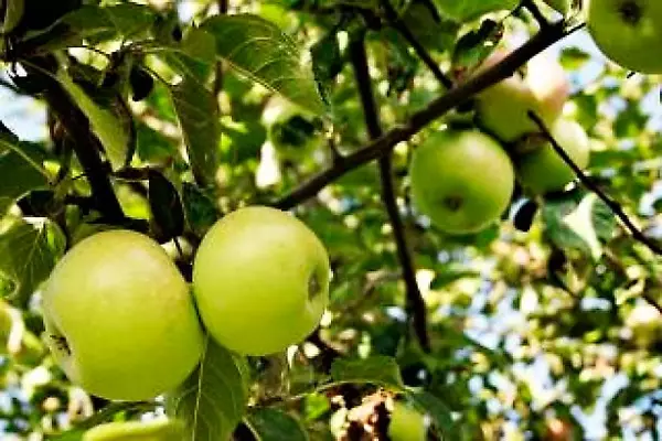 Дрвеће од јабуке
