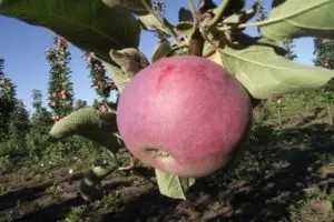 Beschreibung der Vielfalt der Colonum Apfelbäume Favorit, Würde und Nachteile